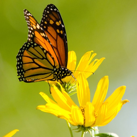 Trouble for Monarchs — But You Can Help – My Chicago Botanic Garden