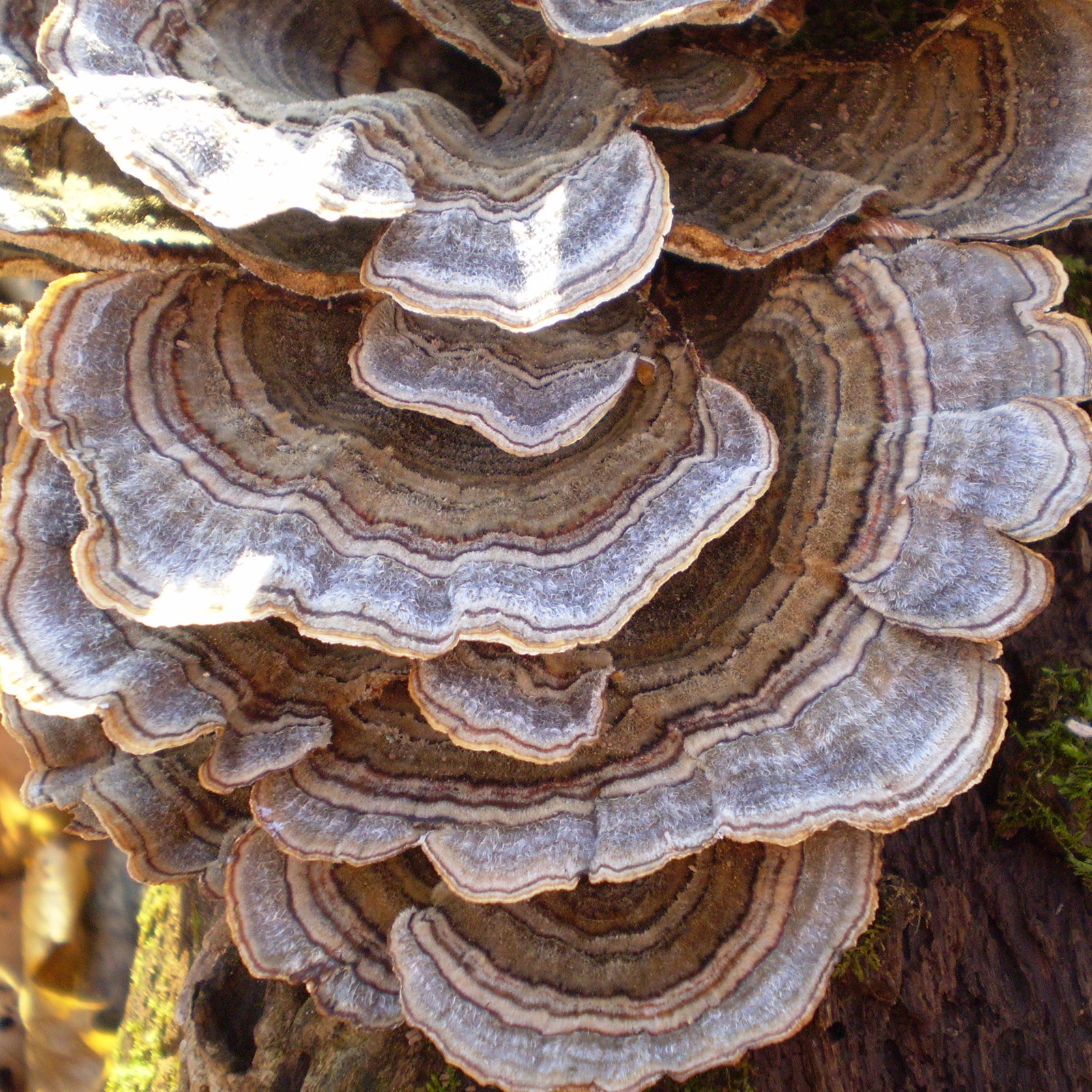 Edible Mushrooms My Chicago Botanic Garden Edible Mushrooms My Chicago Botanic Garden