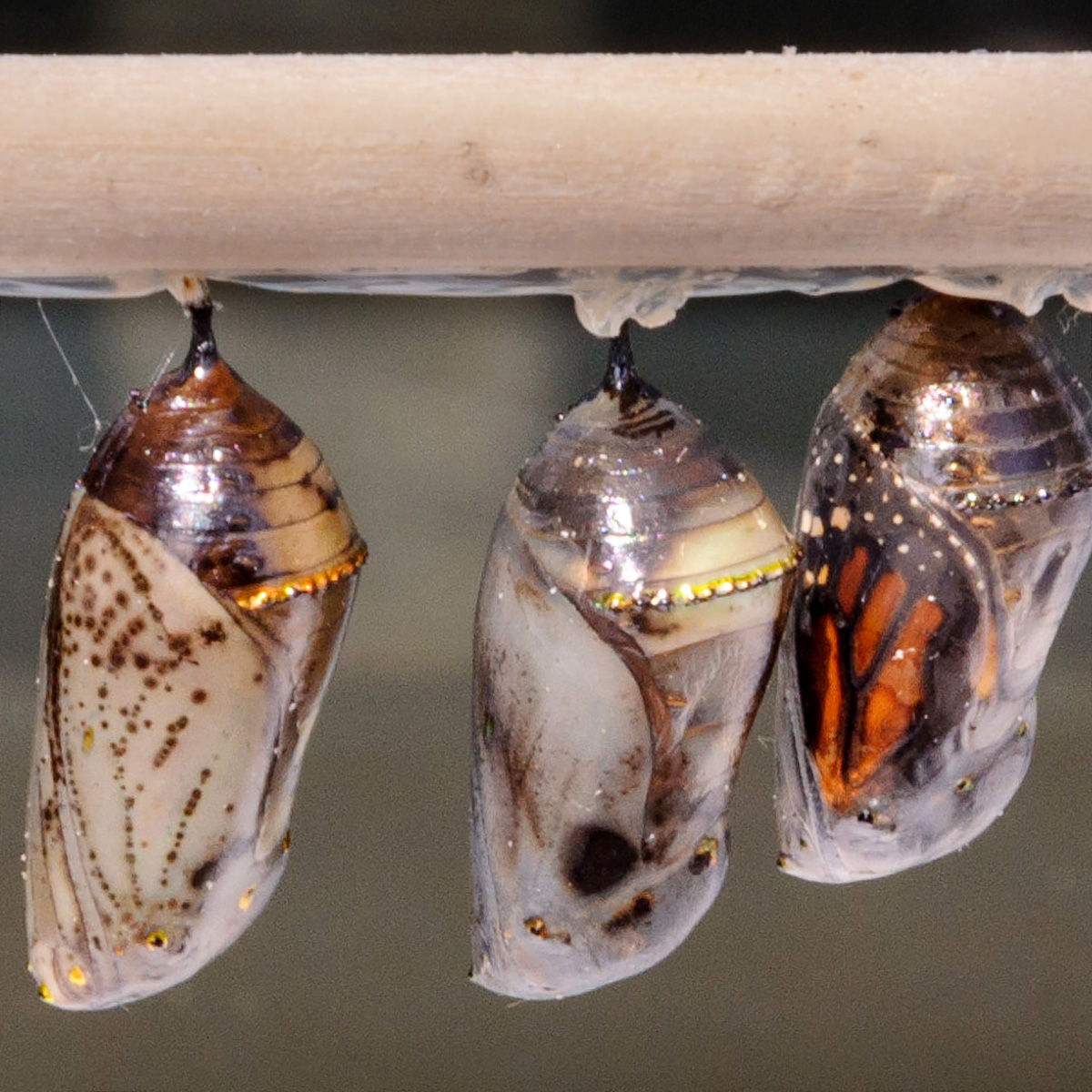 Chicago Botanic Garden